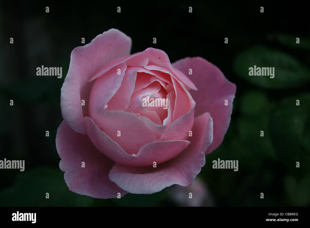 Single pink rose bud Stock Photo - Alamy