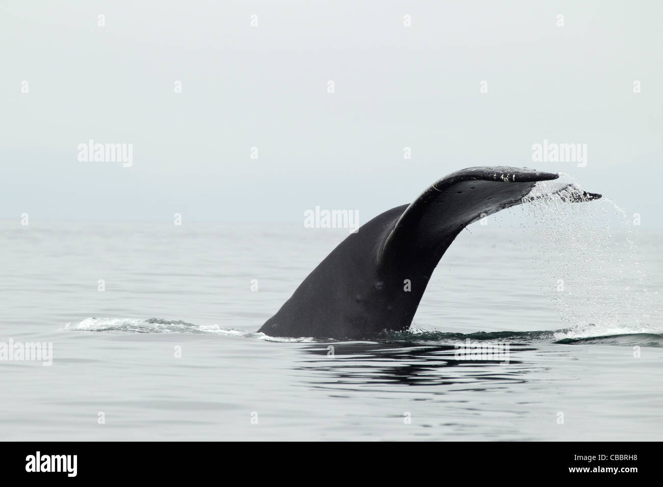 Humpback Whale Fluking, Sounding Stock Photo - Alamy