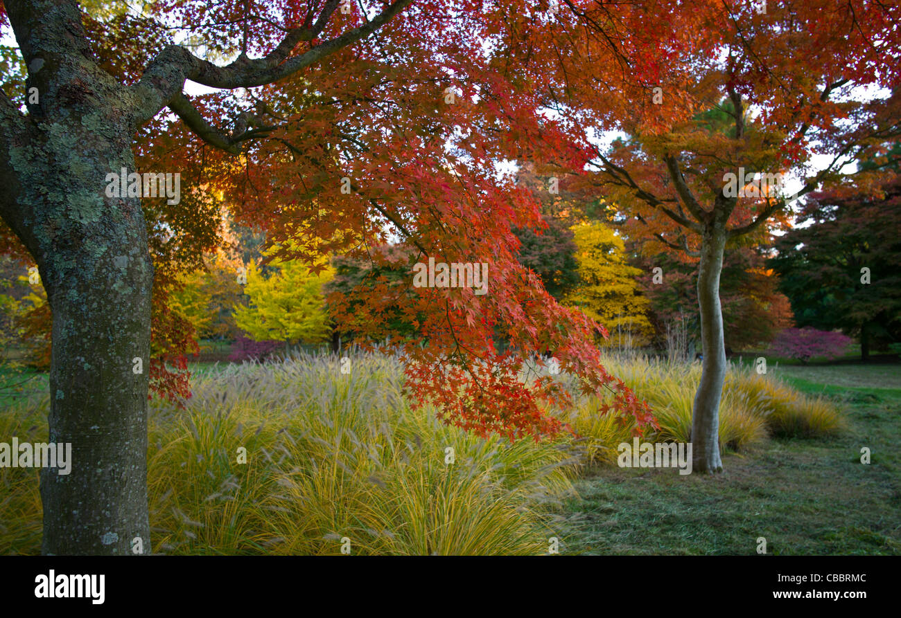 The Garden of Bright Fall, Maples and other trees in the arboretum of ...