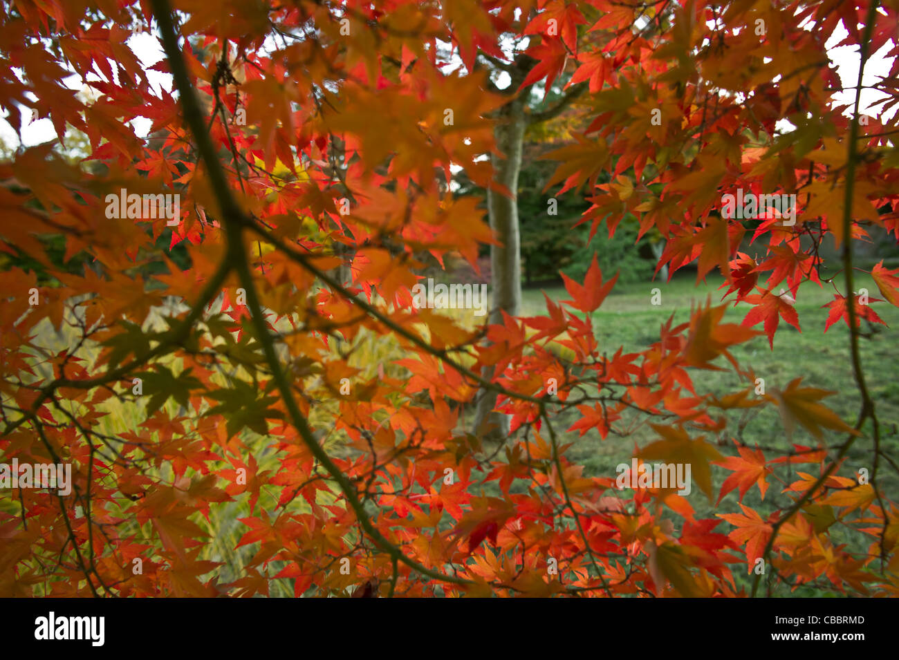 The Garden of Bright Fall, Maples and other trees in the arboretum of ...