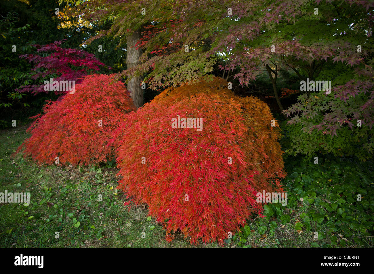 The Garden of Bright Fall, Maples and other trees in the arboretum of ...