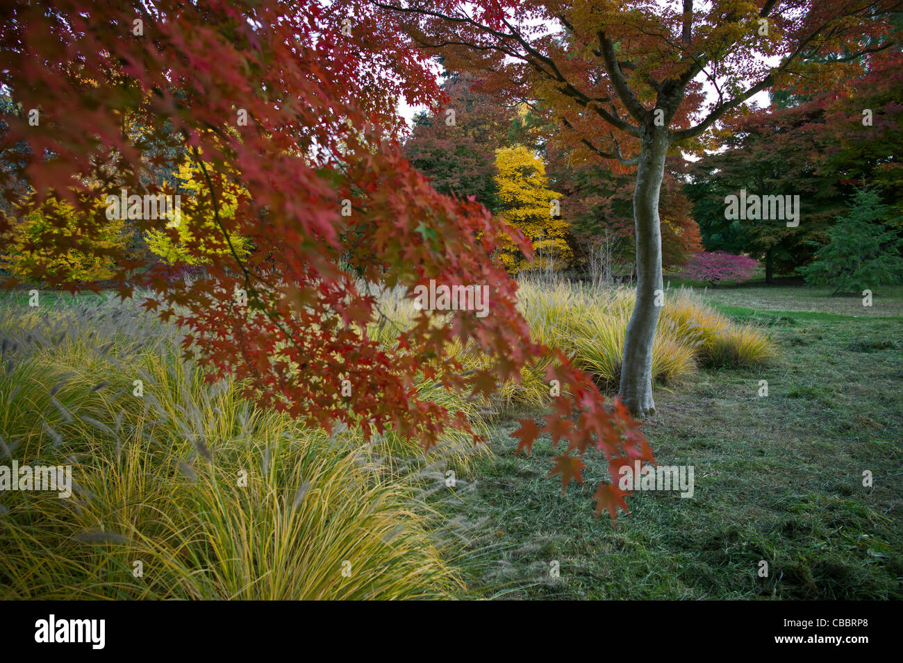 The Garden of Bright Fall, Maples and other trees in the arboretum of ...