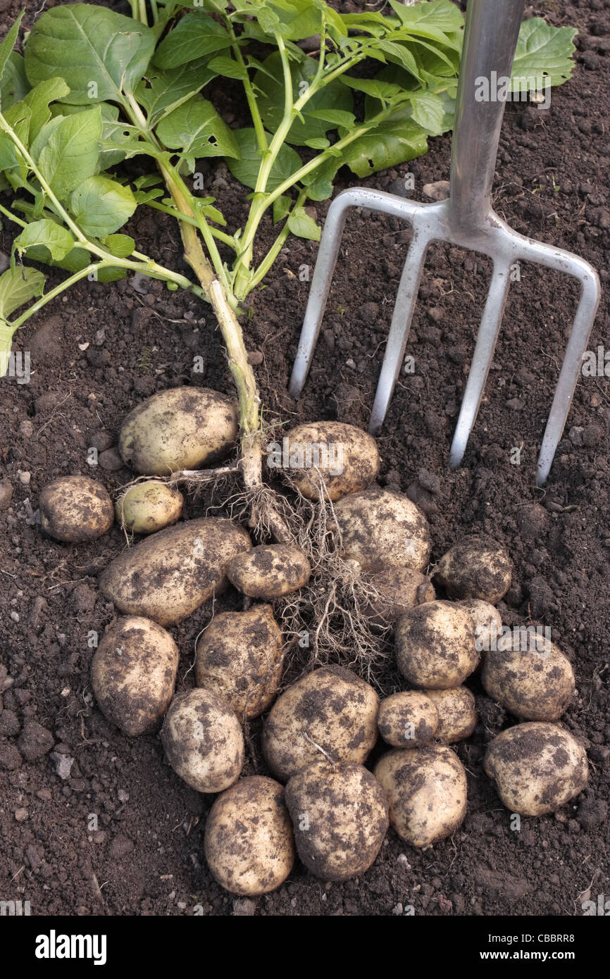 Freshly picked potatoes with rake Stock Photo - Alamy