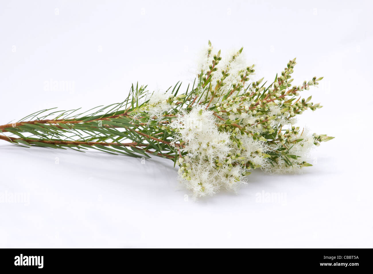 Tea tree (Melaleuca alternifolia) blossoms on white background Stock ...