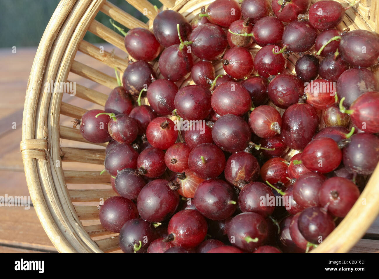 Fruit gooseberries hi-res stock photography and images - Alamy