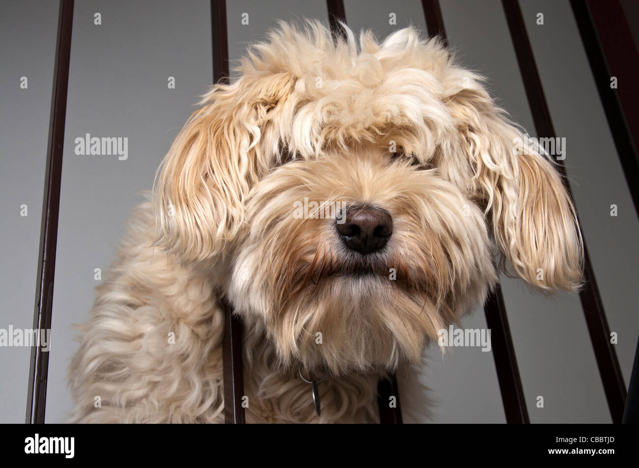 Tibetan terrier dog peering through railings Stock Photo - Alamy
