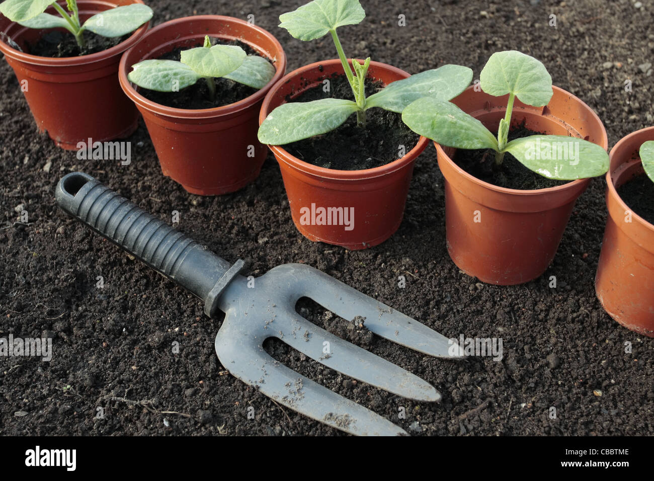 Planting vegetable plants in prepared soil Stock Photo - Alamy