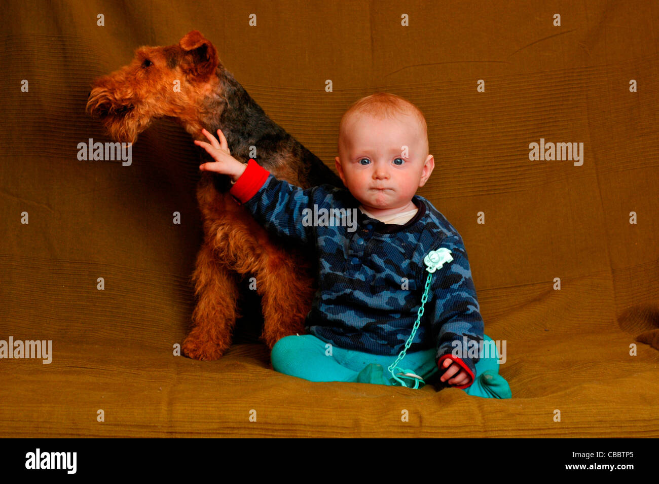 Baby Airedale Terrier High Resolution Stock Photography and Images - Alamy
