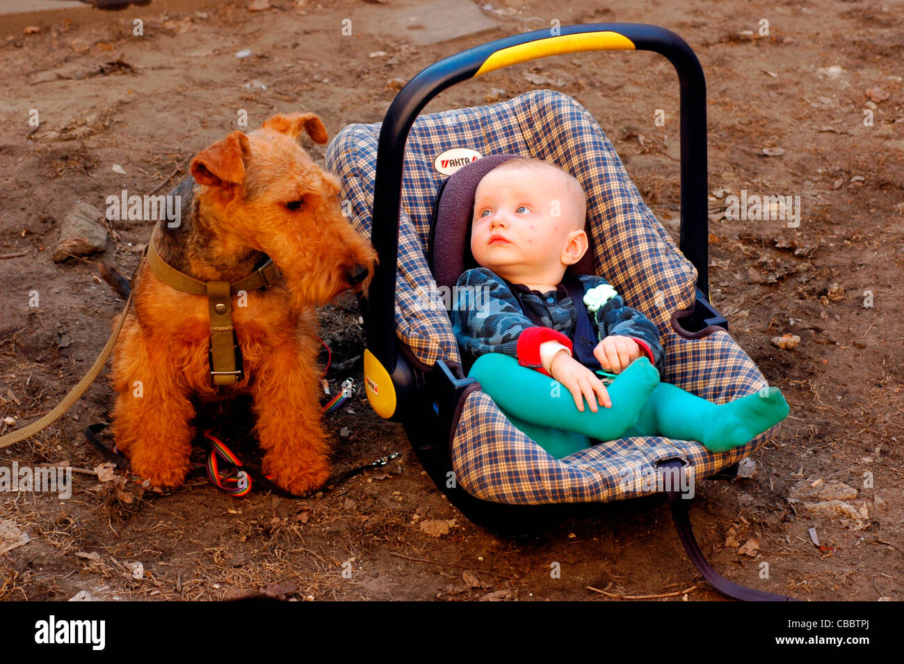 Baby airedale terrier hi-res stock photography and images - Alamy