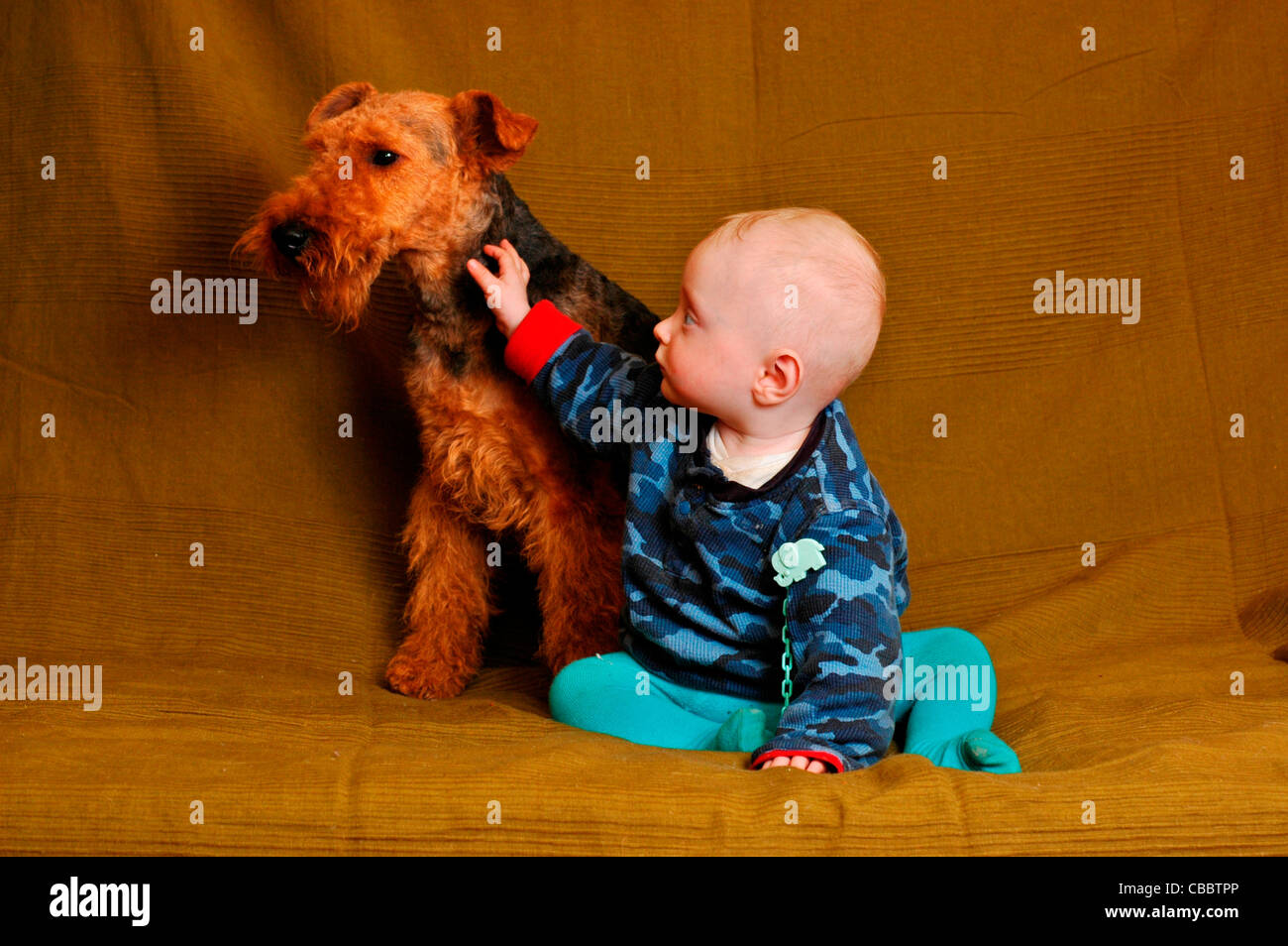 the baby with a Airedale Terrier Stock Photo - Alamy