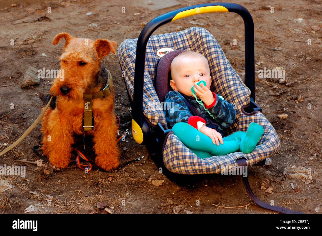 Baby airedale terrier hi-res stock photography and images - Alamy