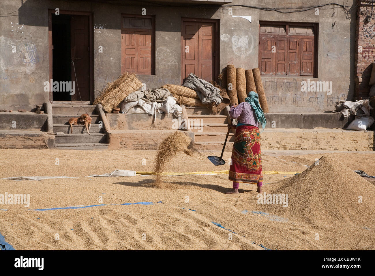 Nepal rice harvest drying work woman hi-res stock photography and ...