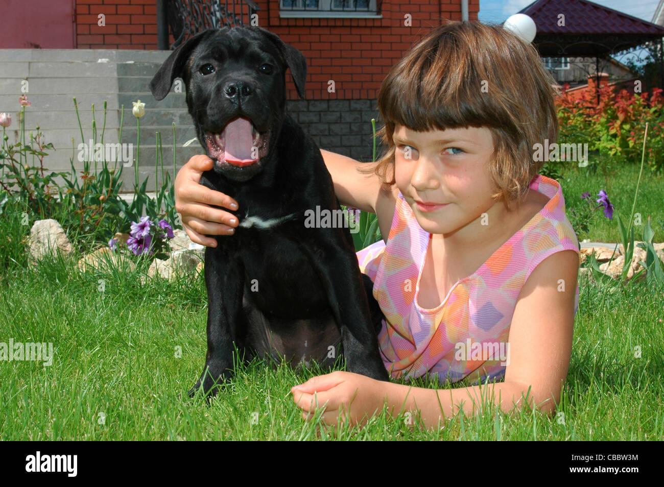 The girl with a Cane Corso Stock Photo - Alamy
