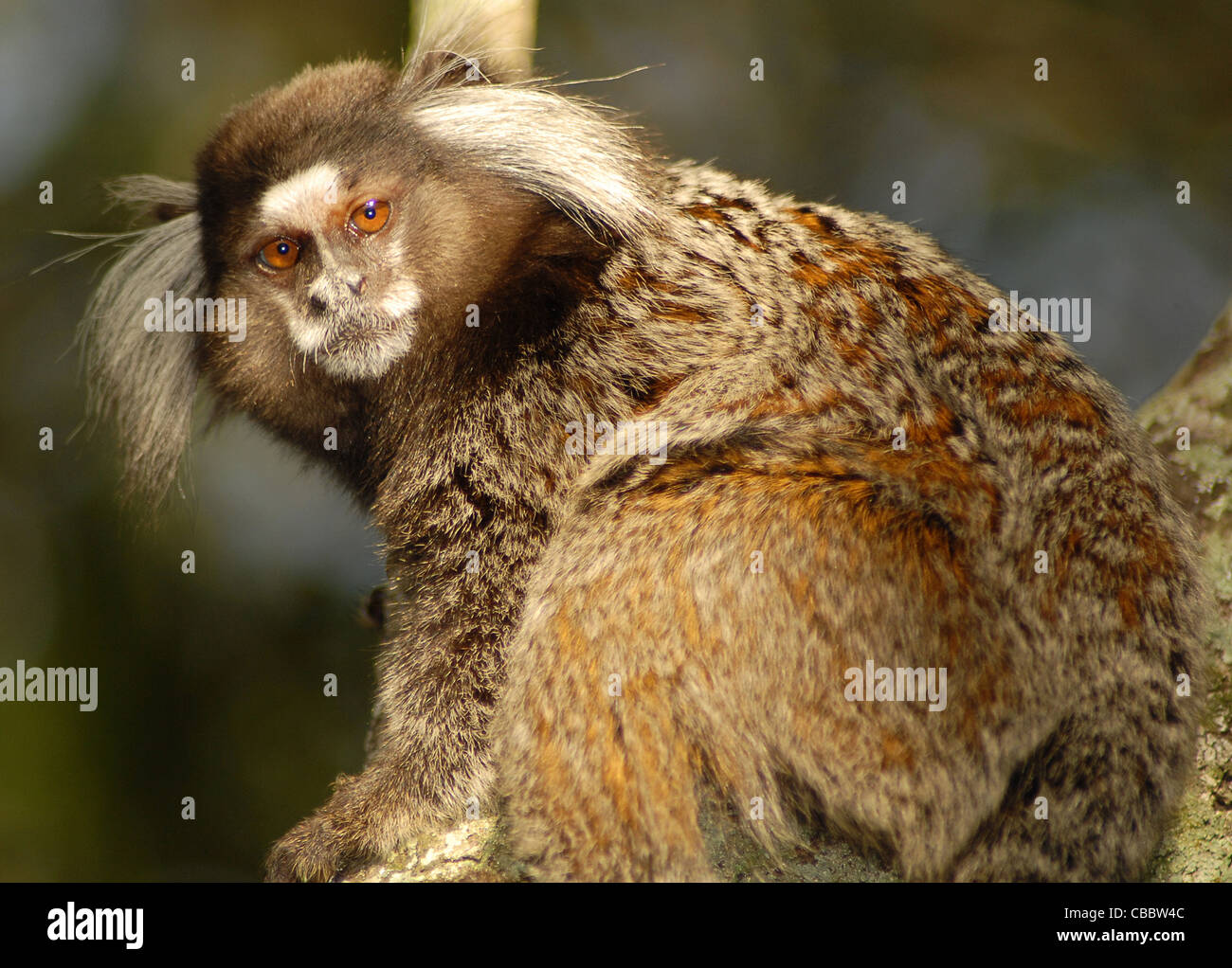 Marmoset hi-res stock photography and images - Alamy