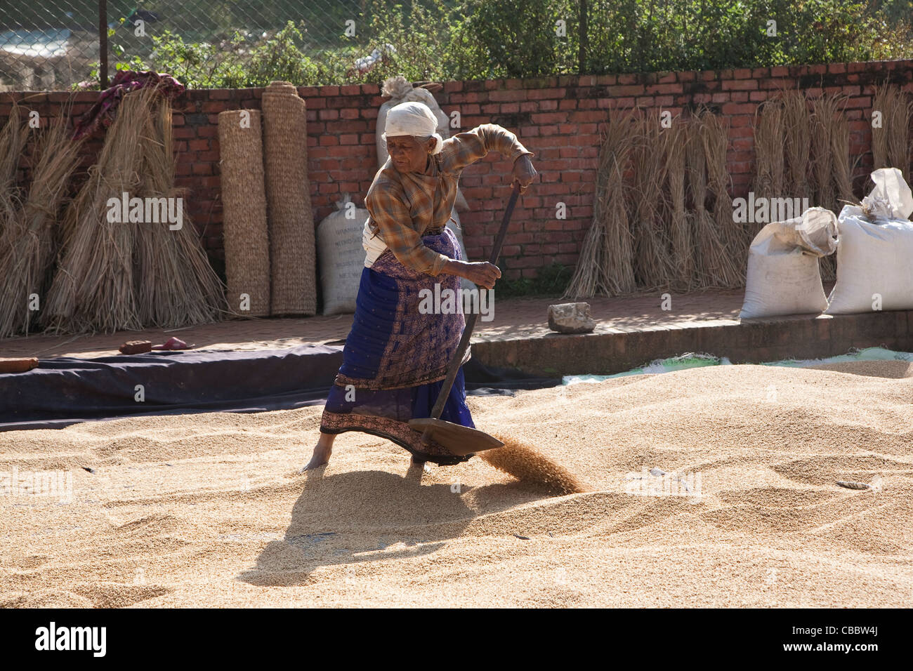 Nepal rice harvest drying work woman hi-res stock photography and ...