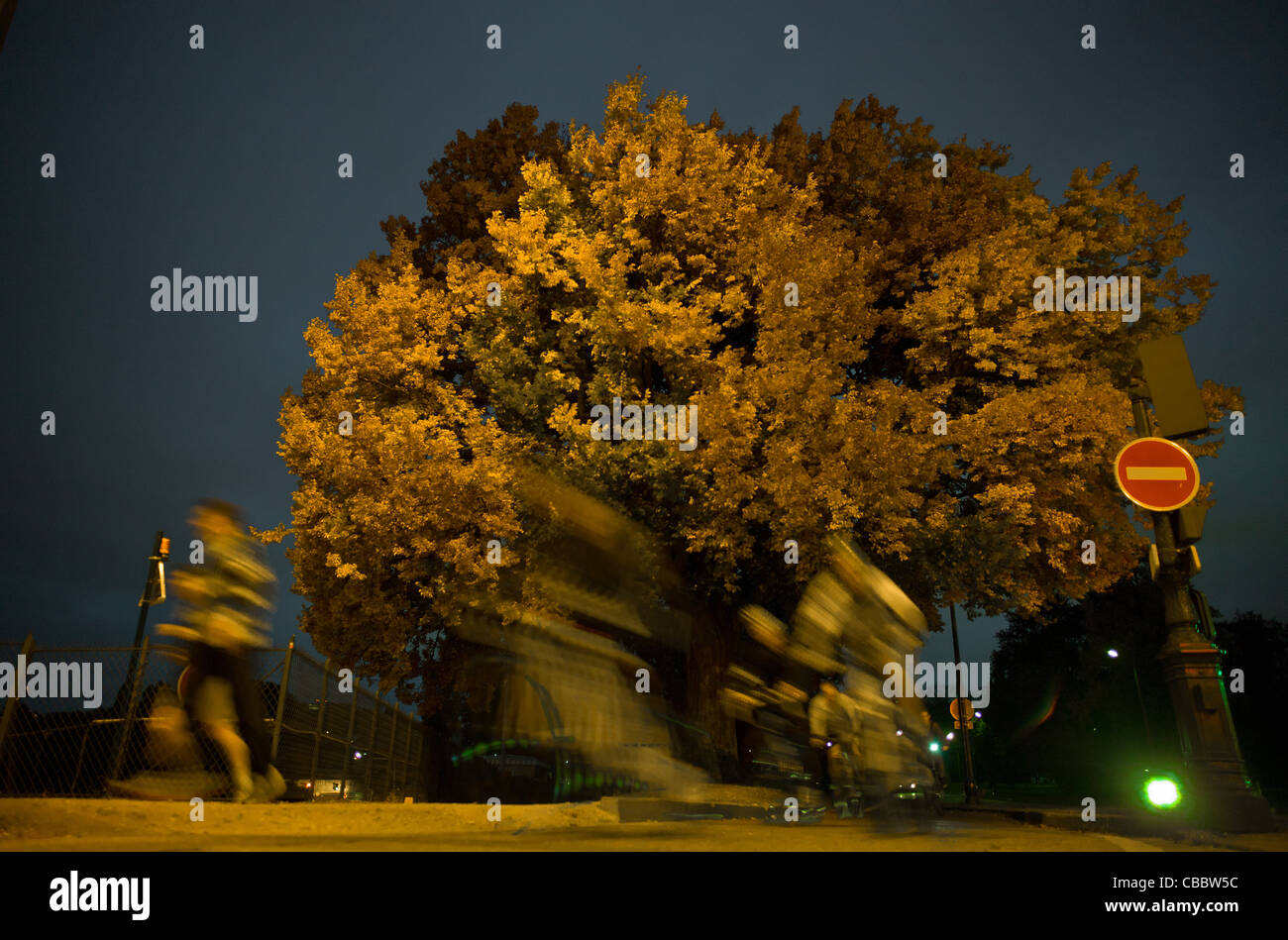 Thge tree and its neighbours, Around the racecourse, and Elm tree Stock ...