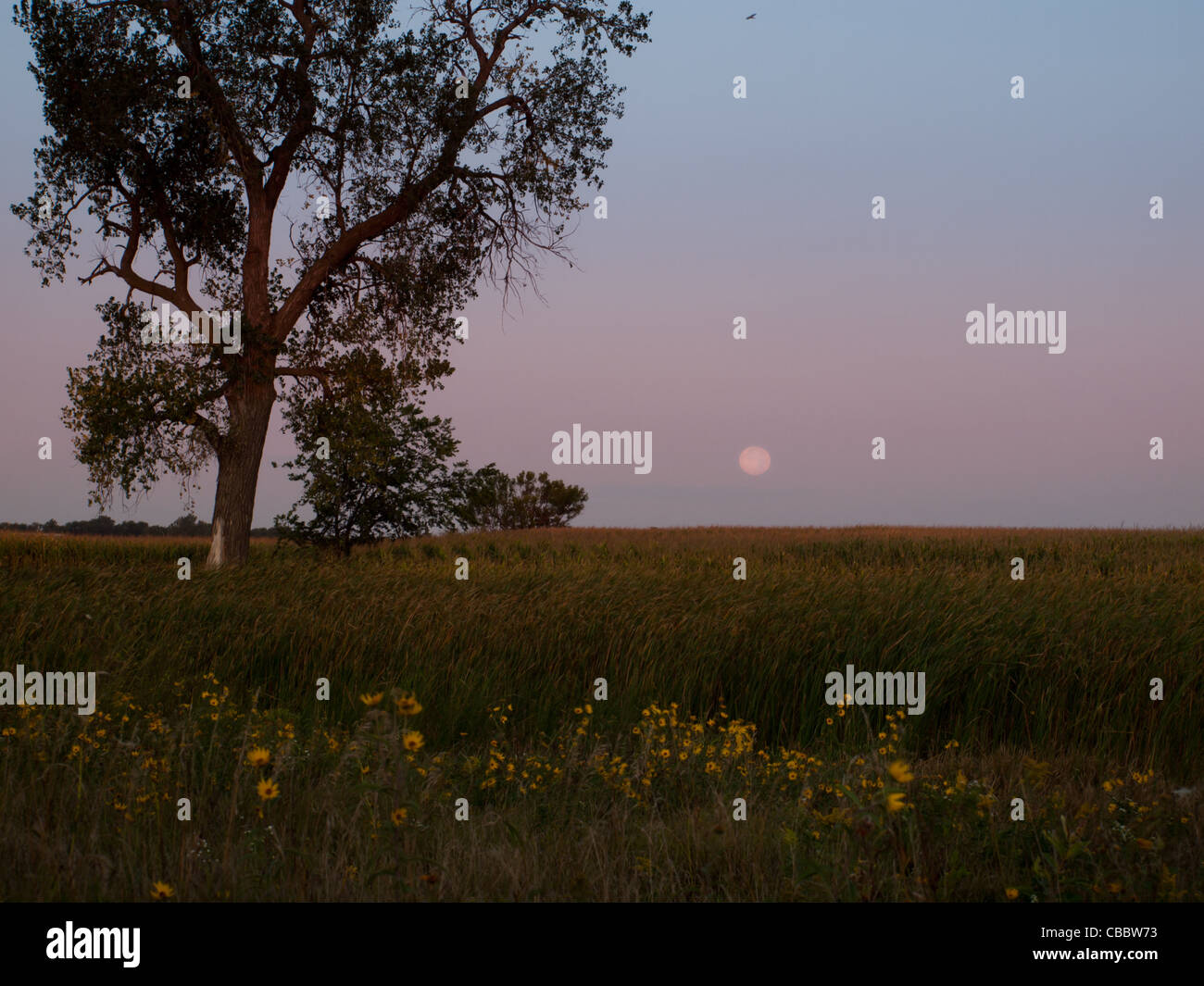 Full moon before sunrise in the field of South Dakota Stock Photo - Alamy