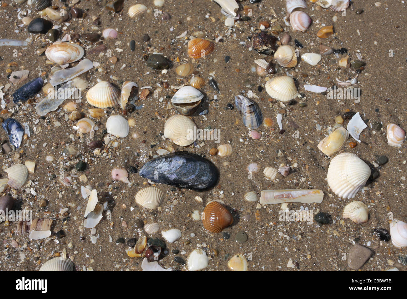 Shells on sandy beach detail Stock Photo - Alamy