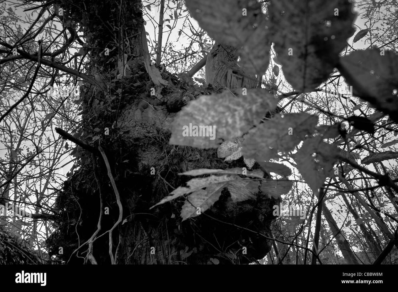 Chestnut of Tournebride's wood., Spirit of the forest in autumn ...