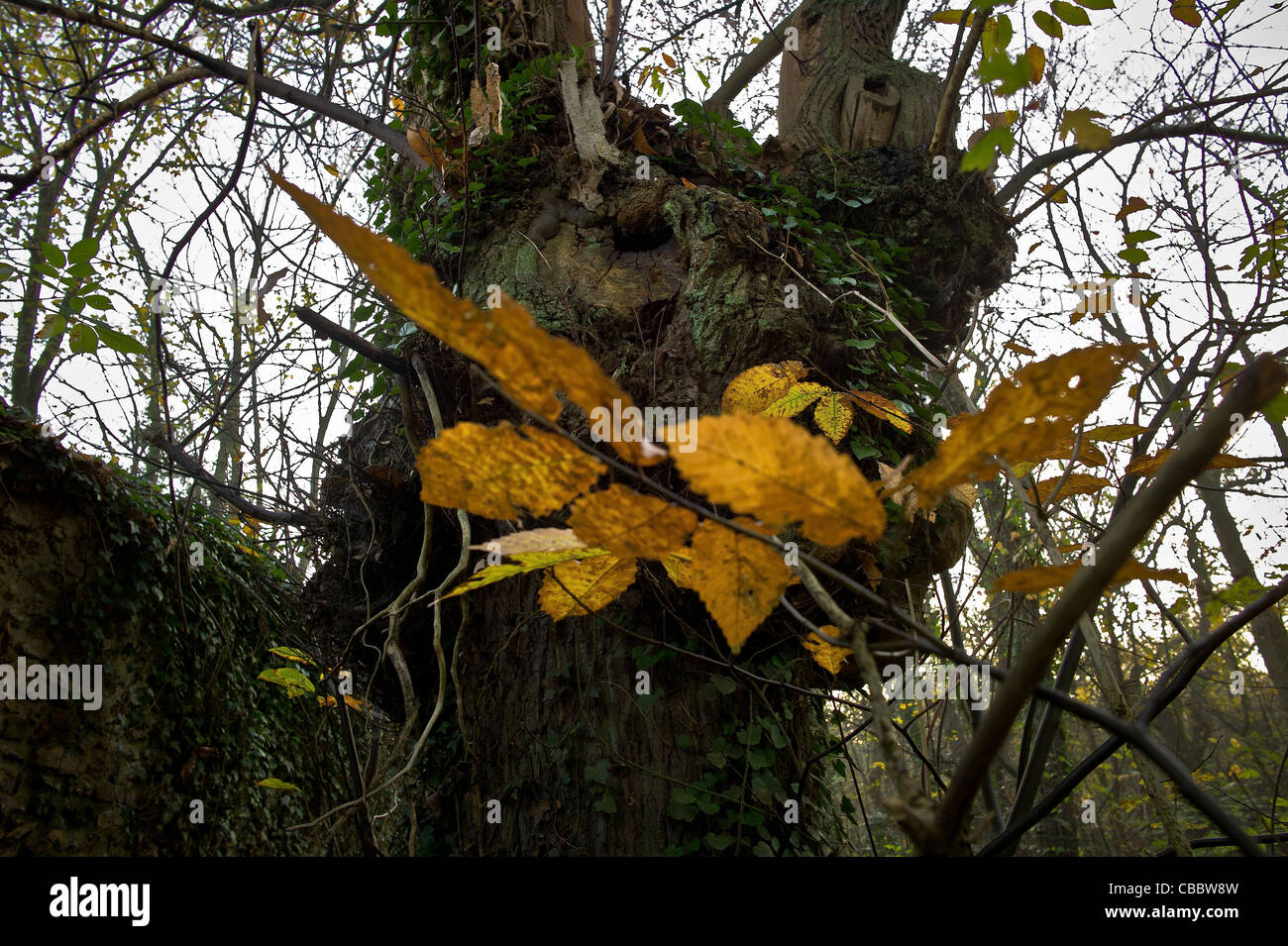 Bark chestnut tree ancient hi-res stock photography and images - Alamy
