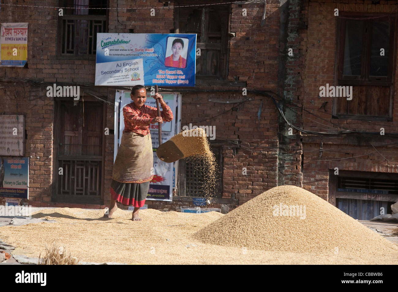 Woman drying rice harvest hi-res stock photography and images - Alamy