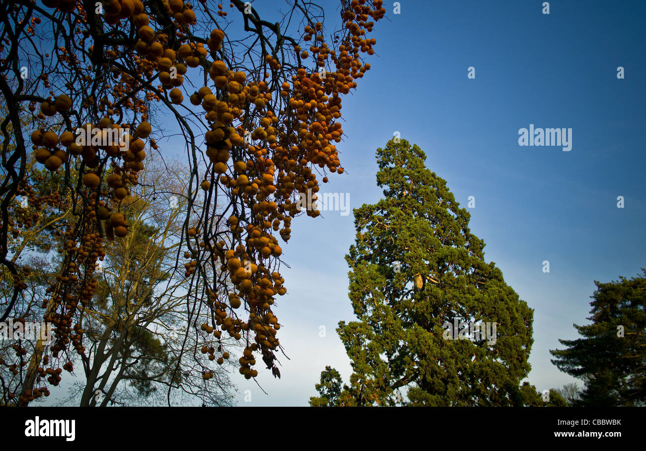 The tree and its neighbours,garden and park, Fruits of Diospyros Kaki ...