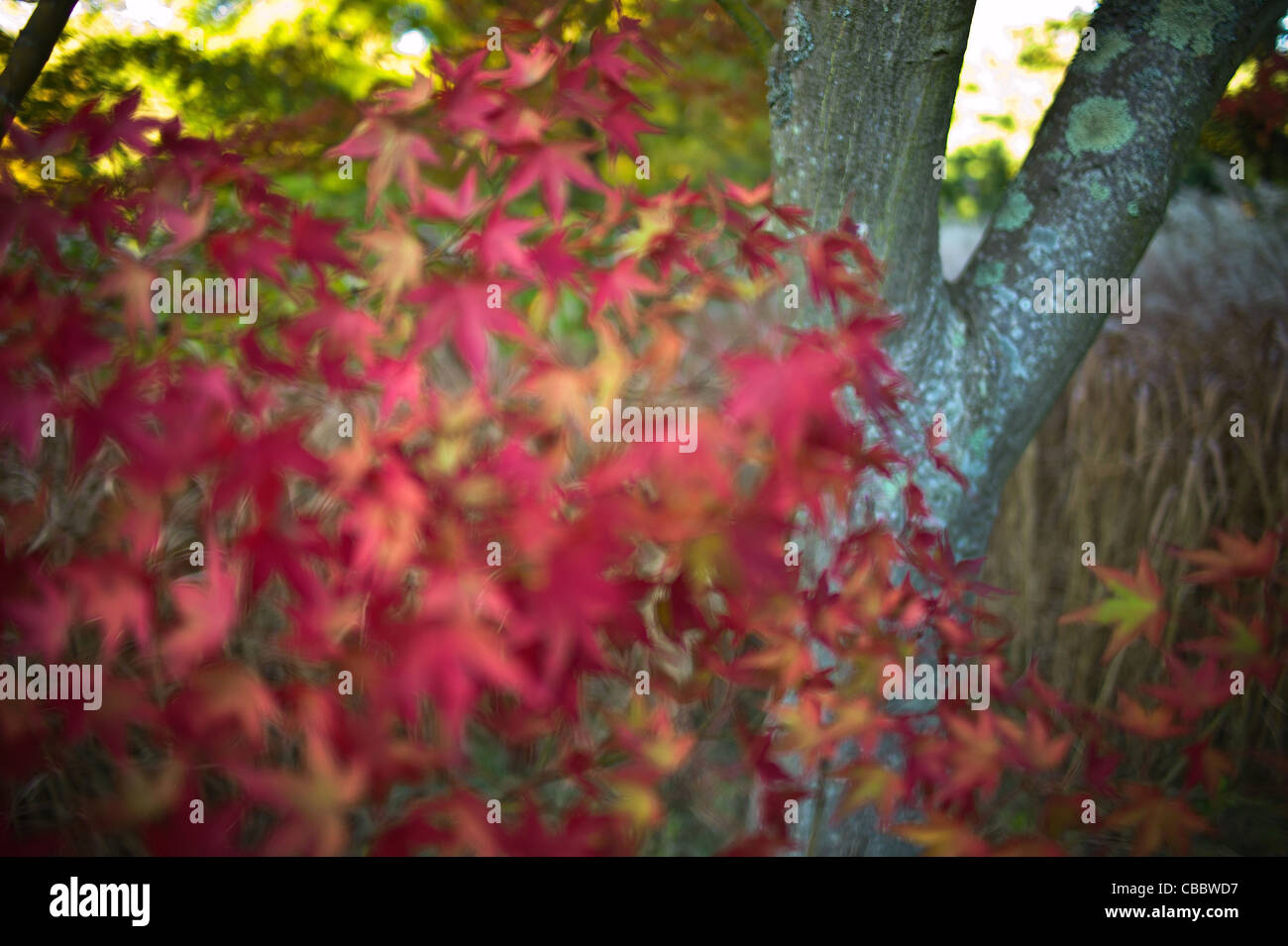 The tree and its neighbours, Maple Garden blazing Stock Photo - Alamy