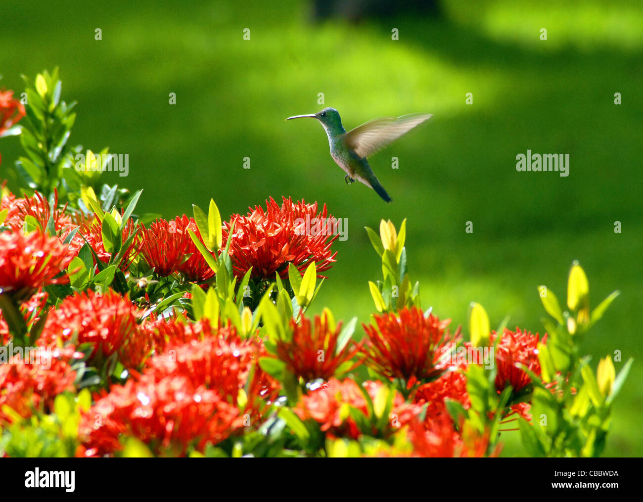 Humming bird hi-res stock photography and images - Alamy