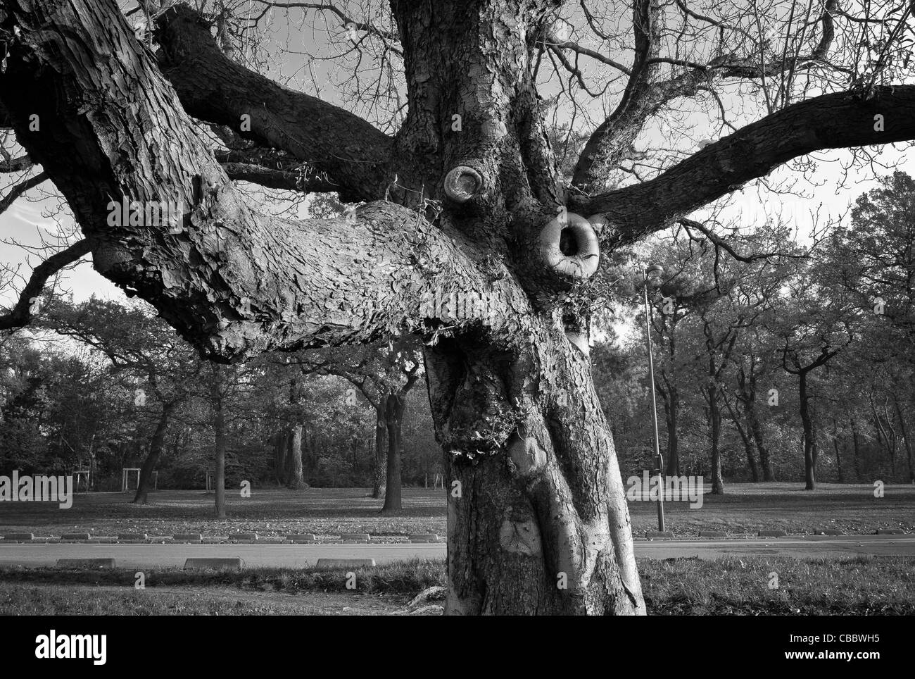 Chestnut tree in paris france hi-res stock photography and images - Alamy