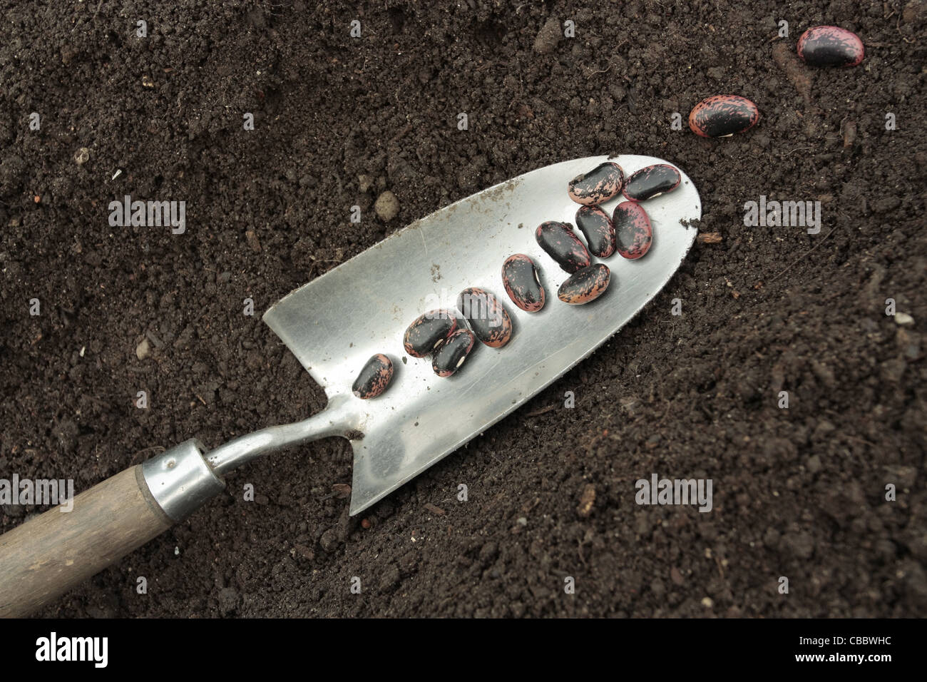 Planting seeds into soil Stock Photo - Alamy