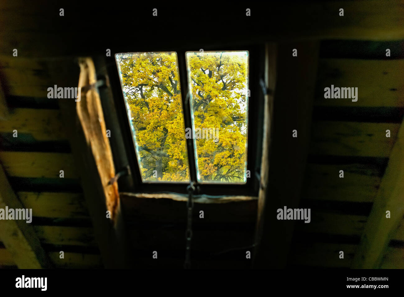 View from Window The Tree and its Neighbors, Oak and oak beam Stock ...