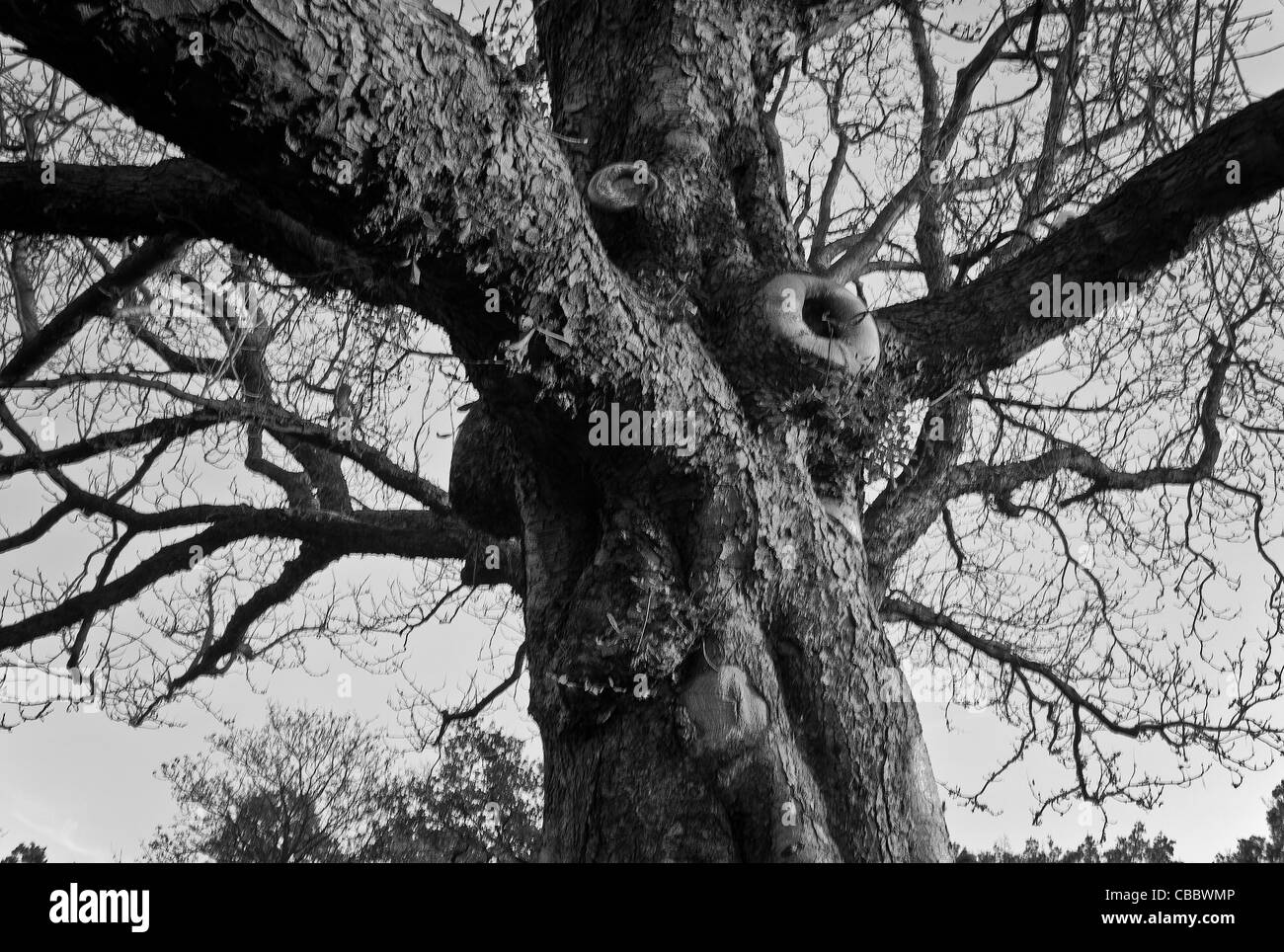 Chestnut tree in paris france hi-res stock photography and images - Alamy