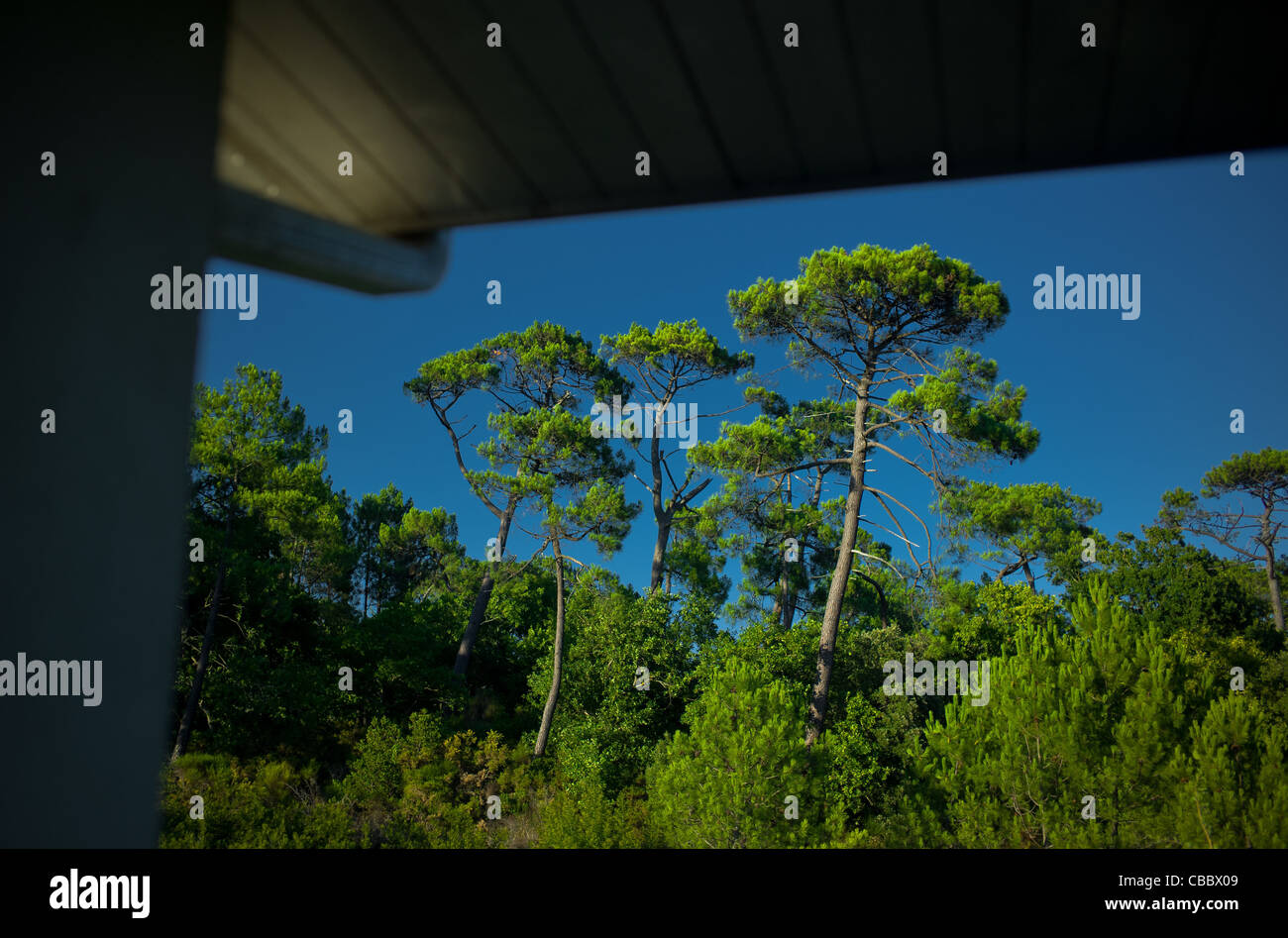 View from window, The forest of pine Stock Photo - Alamy