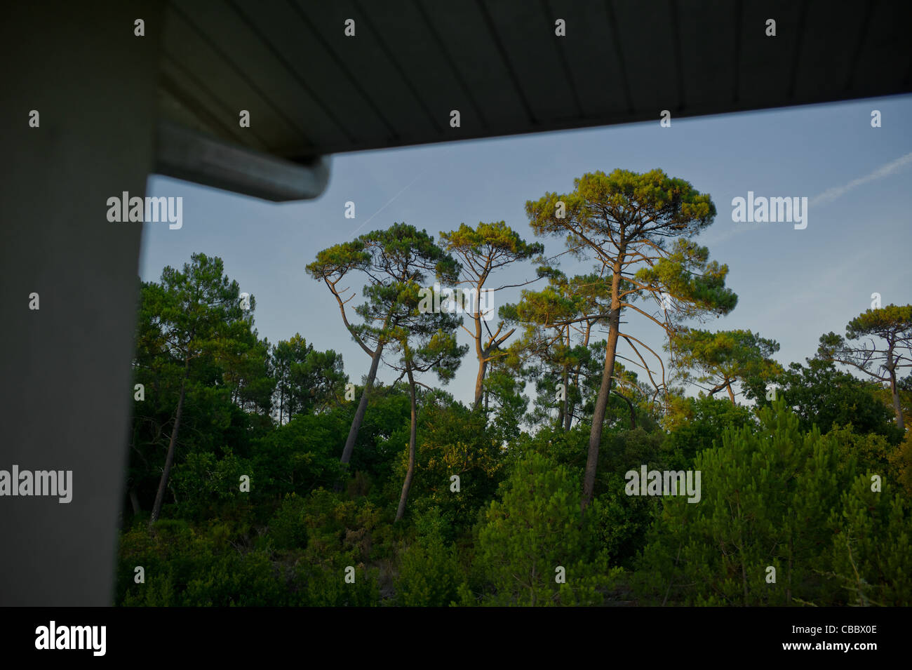 View from window, The forest of pine Stock Photo - Alamy