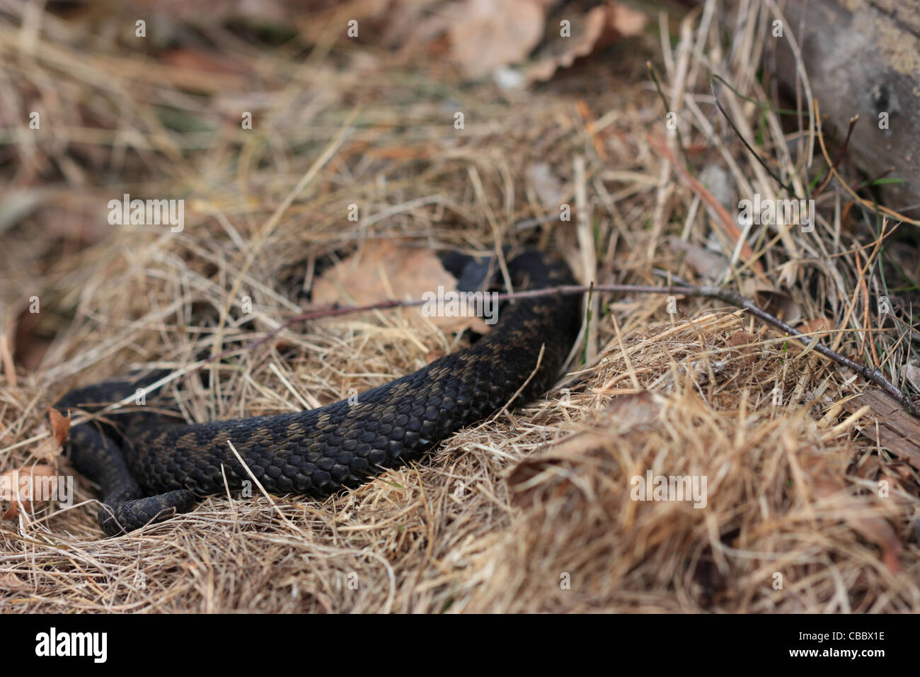 Huggorm hi-res stock photography and images - Alamy