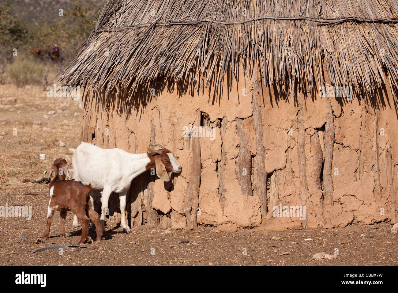 Africa, Namibia, Opuwo. A pair of goats and a traditional Himba mud hut ...