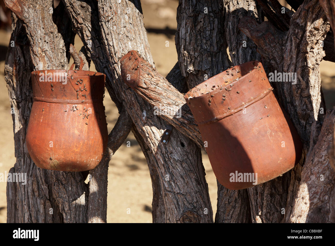 Africa, Namibia, Opuwo. Himba wooden milk buckets hang on krall fence ...