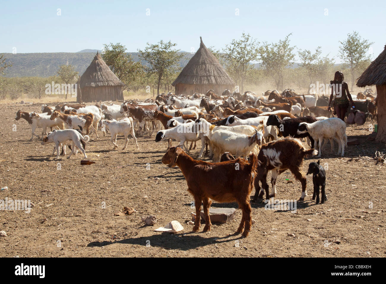 Africa, Namibia, Opuwo. Himba village filled with goats. Credit as ...