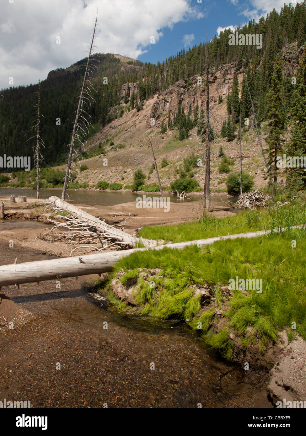 Rio Grande National Forest in Colorado Stock Photo - Alamy
