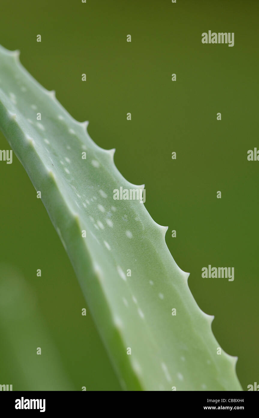Aloe vera; Leaf Stock Photo - Alamy