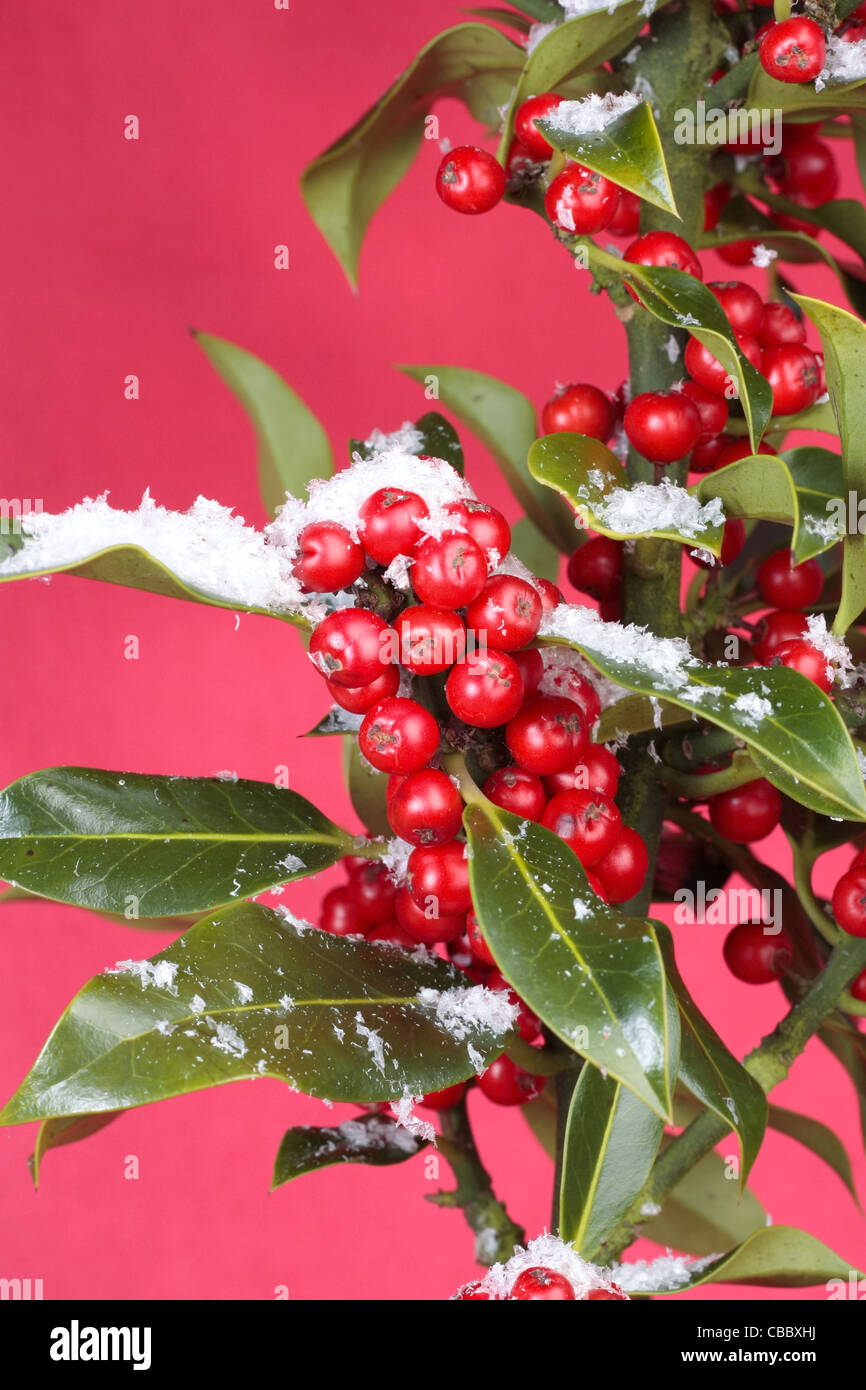 Holly plant with berries Stock Photo - Alamy