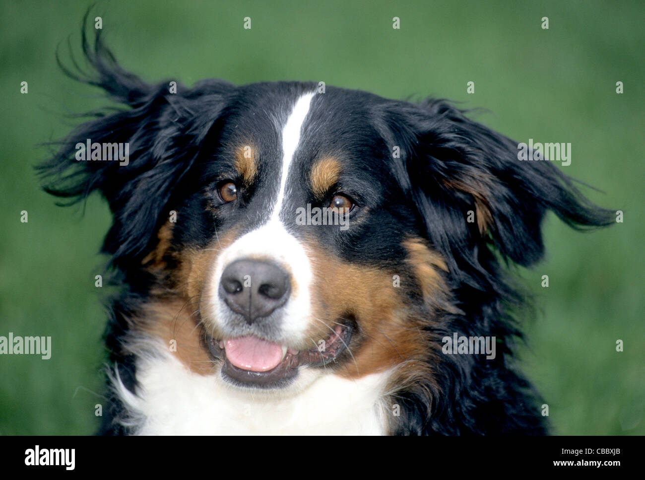 Tri colored bernese mountain dog hi-res stock photography and images ...