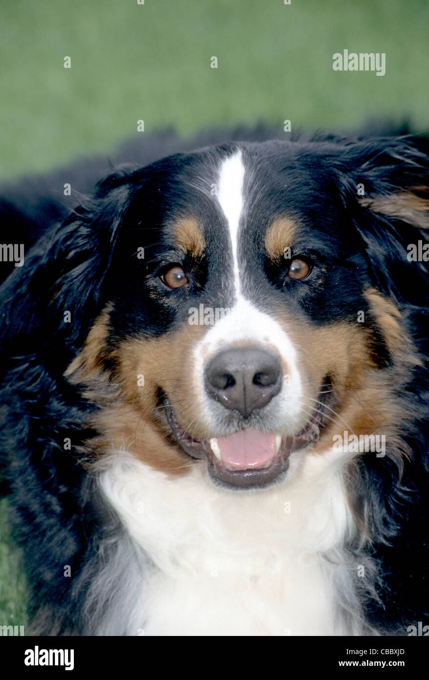 Tri colored bernese mountain dog hi-res stock photography and images ...
