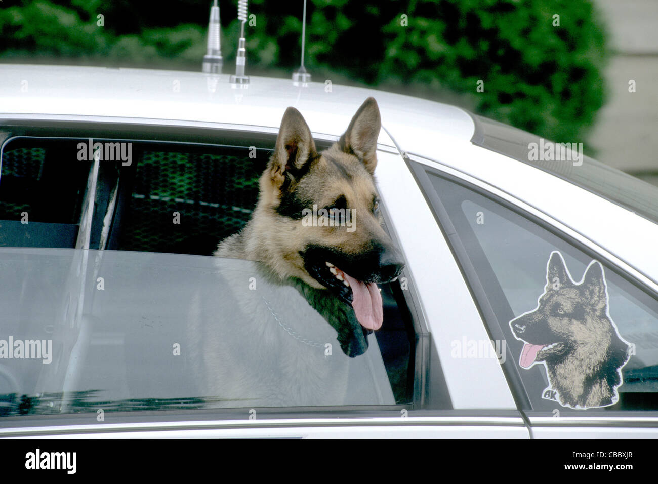 German shepherd police dog Stock Photo - Alamy