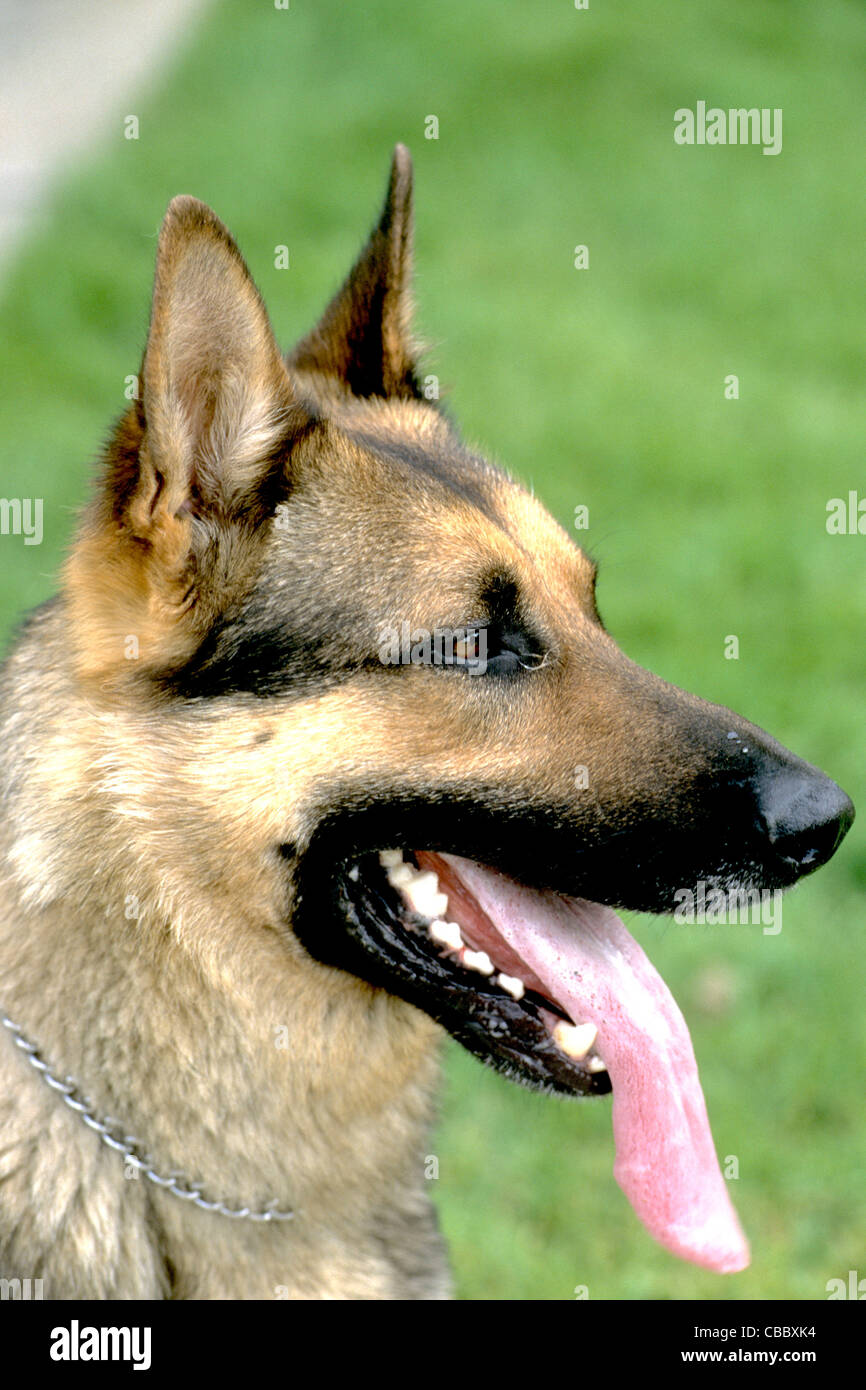 German shepherd police dog Stock Photo - Alamy