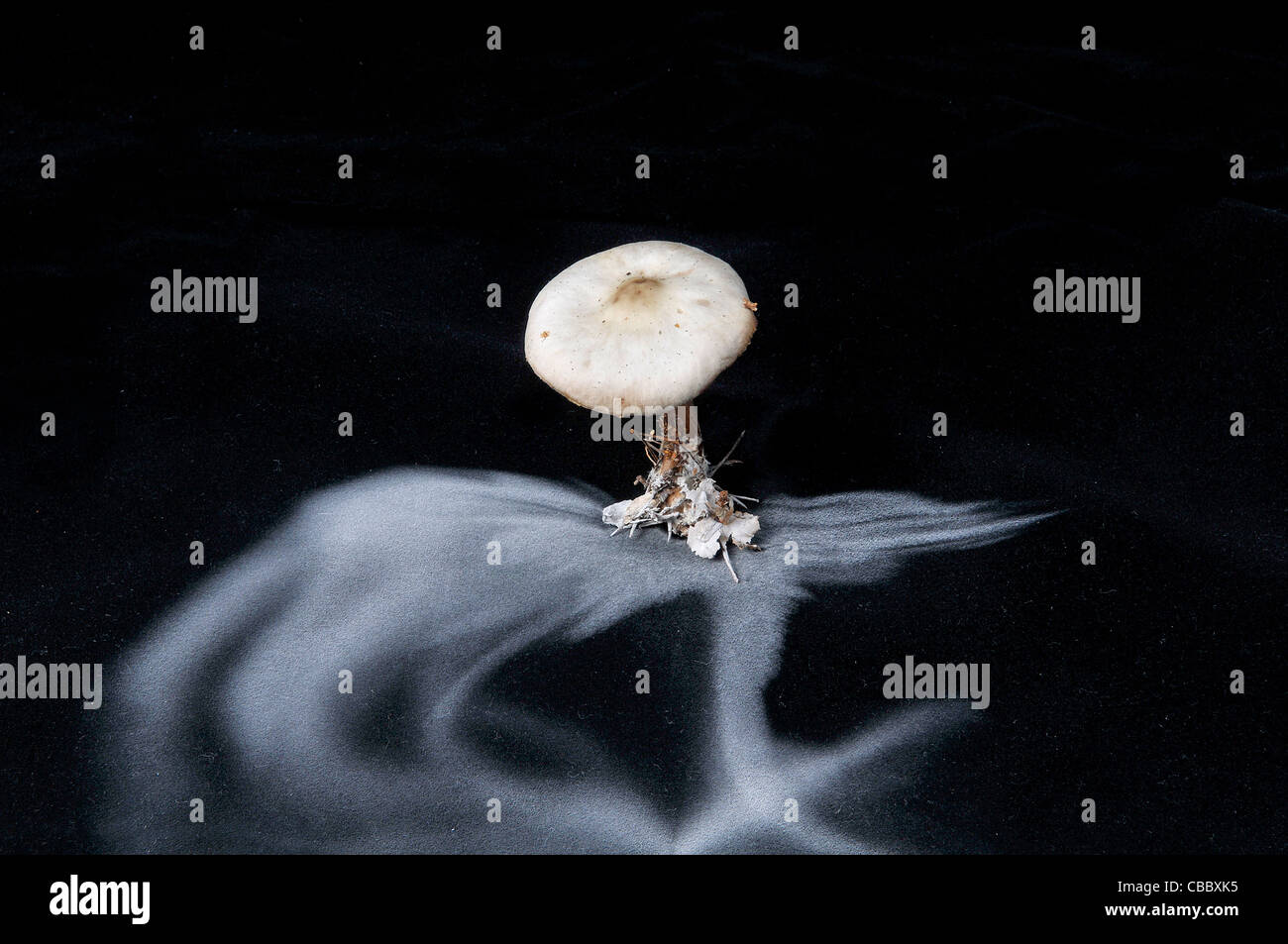 Collybia hi-res stock photography and images - Alamy