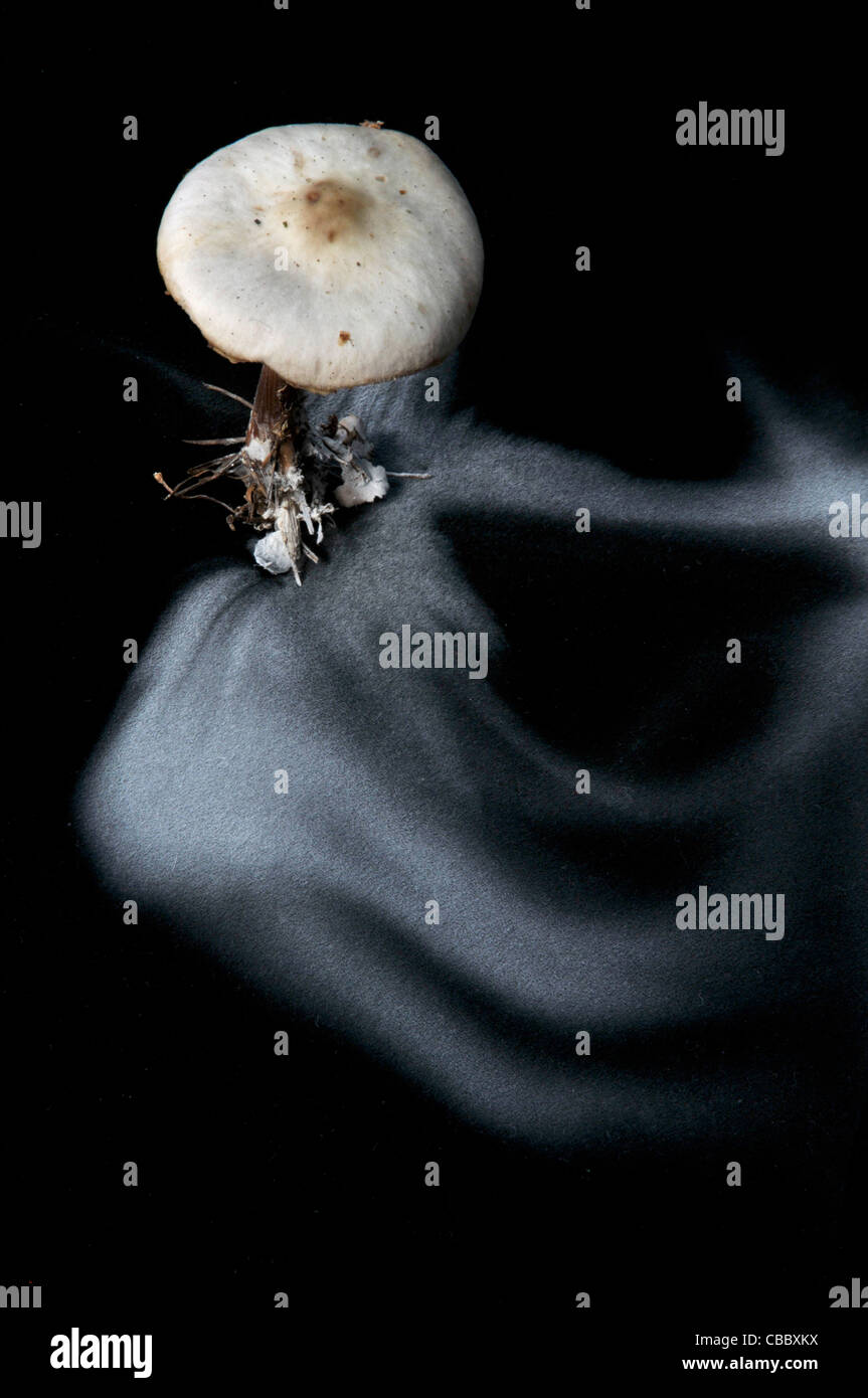 Collybia hi-res stock photography and images - Alamy