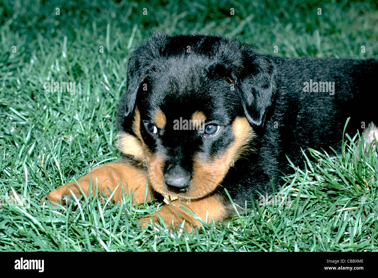 Old rottweiler hi-res stock photography and images - Alamy