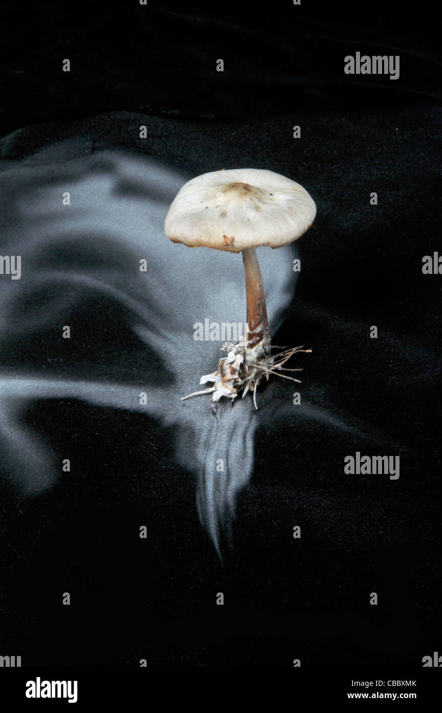 Collybia hi-res stock photography and images - Alamy