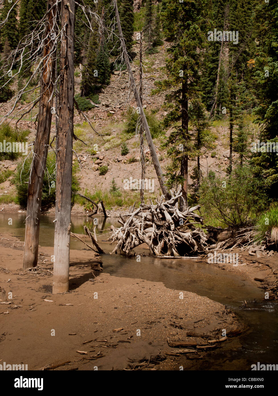 Rio Grande National Forest in Colorado Stock Photo - Alamy